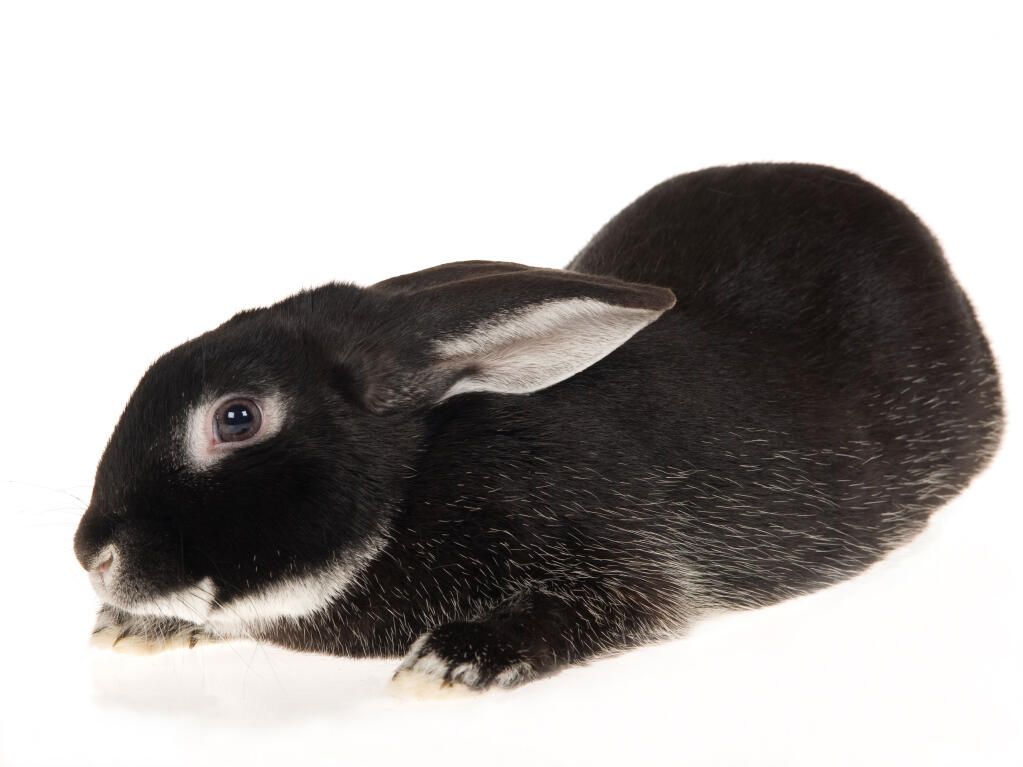 Silver Fox For Sale | Rabbits | Breed Information | Omlet