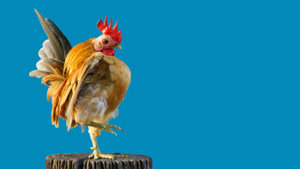 Serama Hen Size