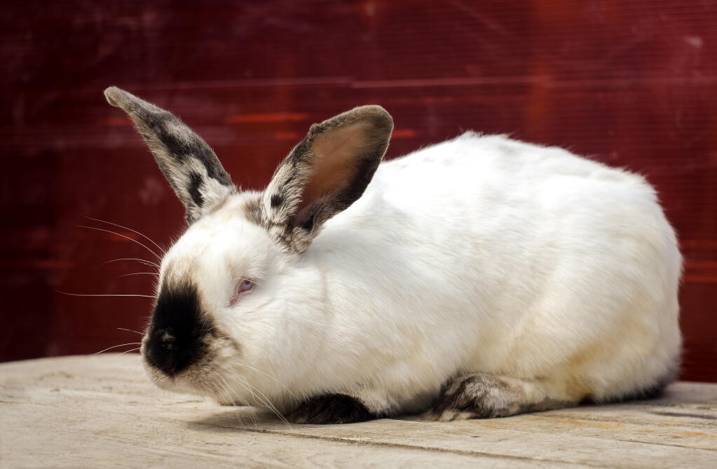 Californian Rabbits | Californian For Sale | Rabbit Breeds