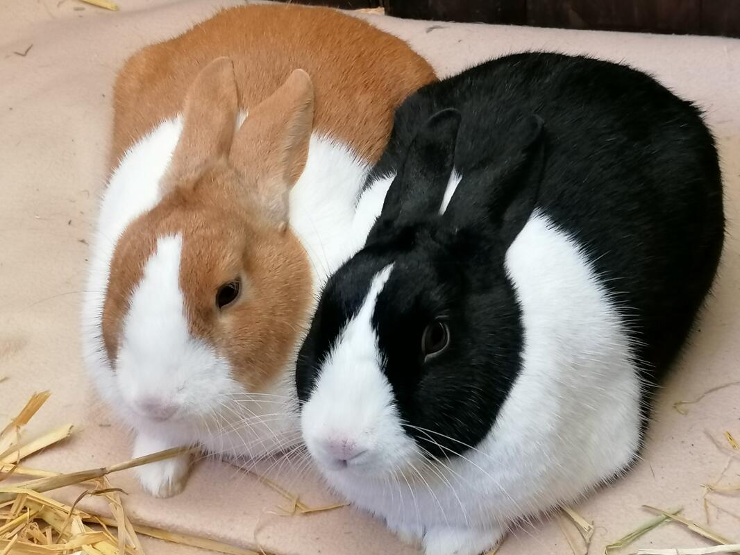 Dutch For Sale | Rabbits | Breed Information | Omlet