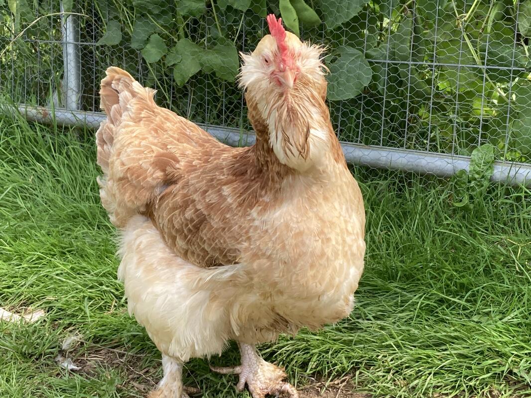 Faverolle For Sale | Chickens | Breed Information | Omlet