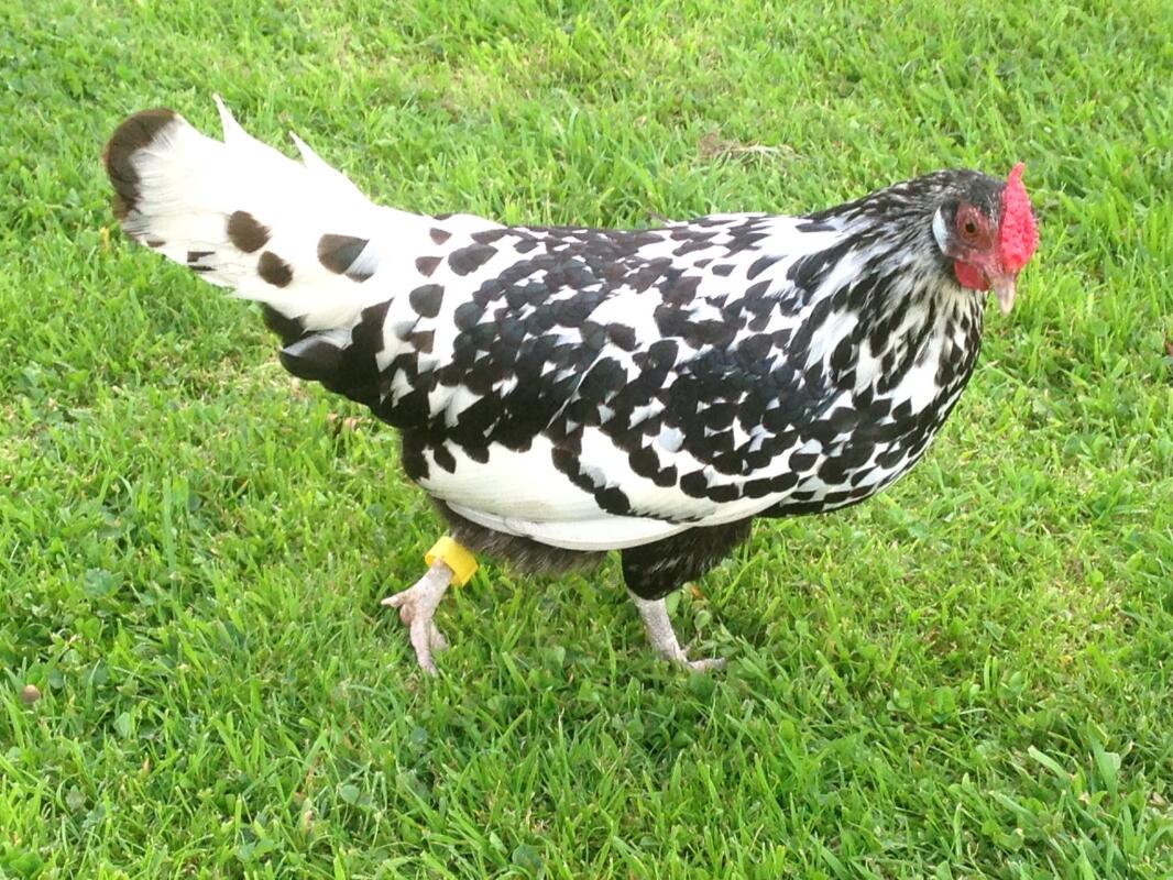 Hamburgh (or Holland Fowl) For Sale | Chickens | Breed Information | Omlet