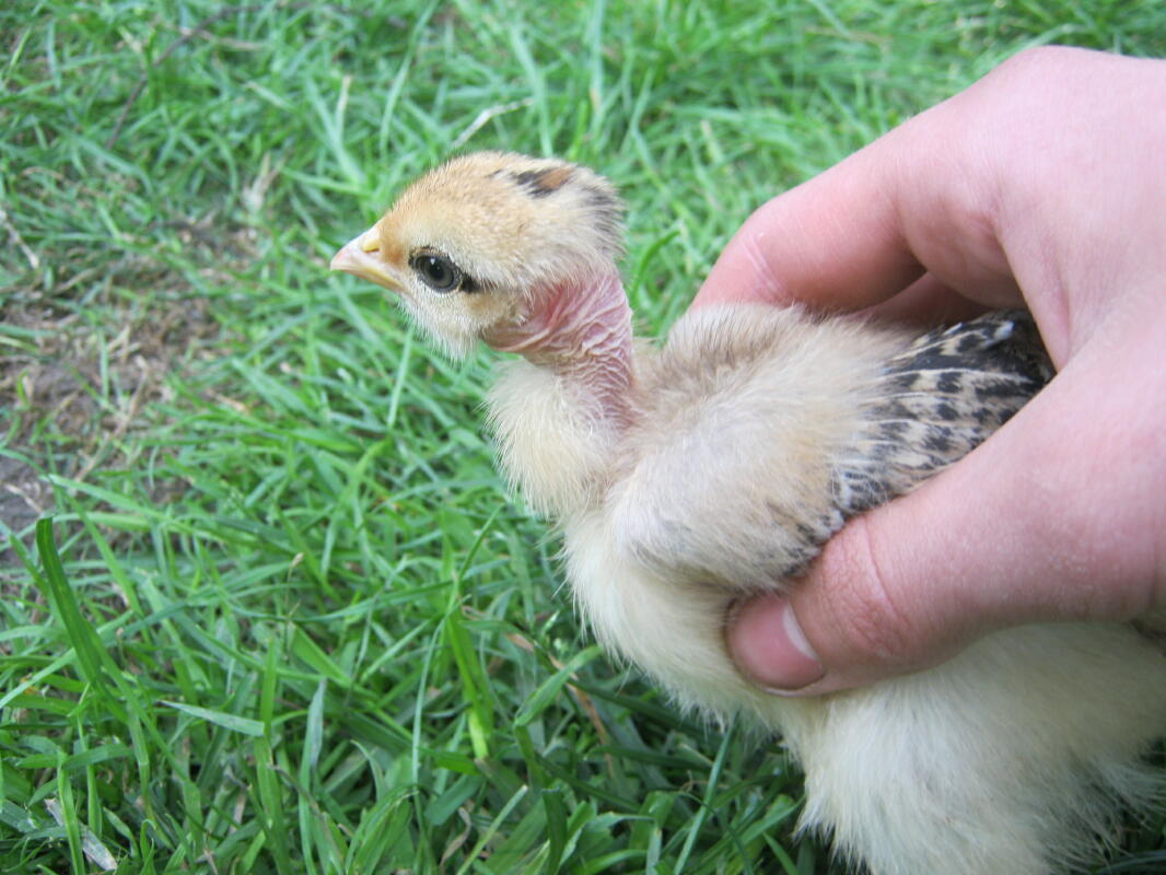 Naked Neck For Sale | Chickens | Breed Information | Omlet