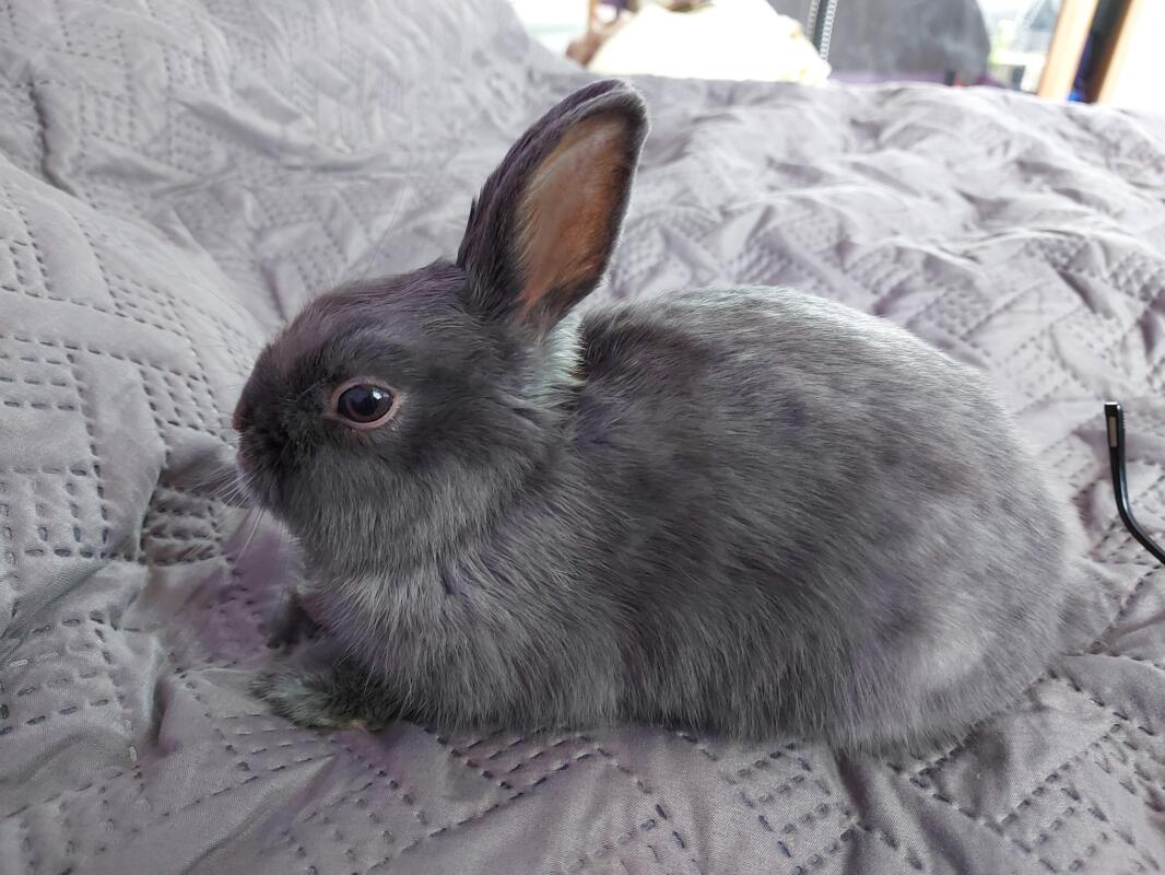 Netherland Dwarf For Sale | Rabbits | Breed Information | Omlet
