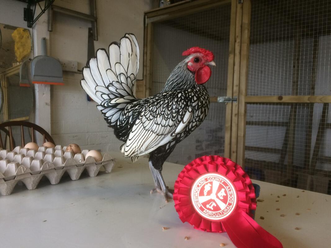 Sebright For Sale | Chickens | Breed Information | Omlet
