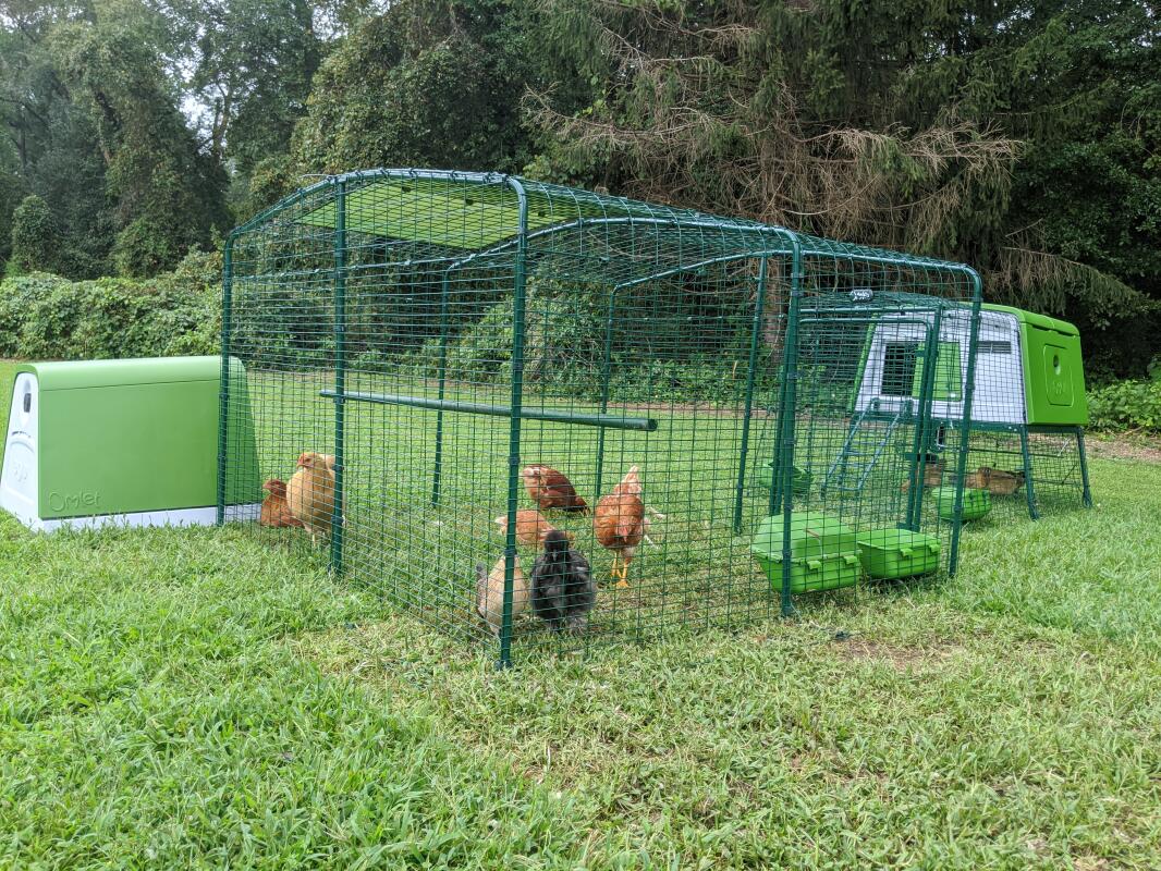 Walk in Chicken Run | Large Outdoor Chicken Enclosure