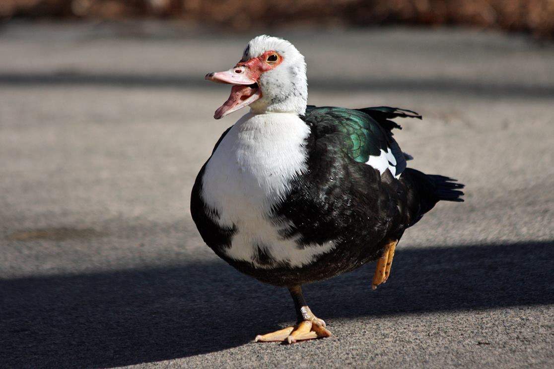 Muscovy | Ducks | Breed Information | Omlet