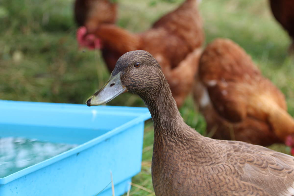 Campbells | Ducks | Breed Information | Omlet