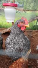 Plymouth Rock Chickens | Plymouth Rock For Sale | Chicken Breeds