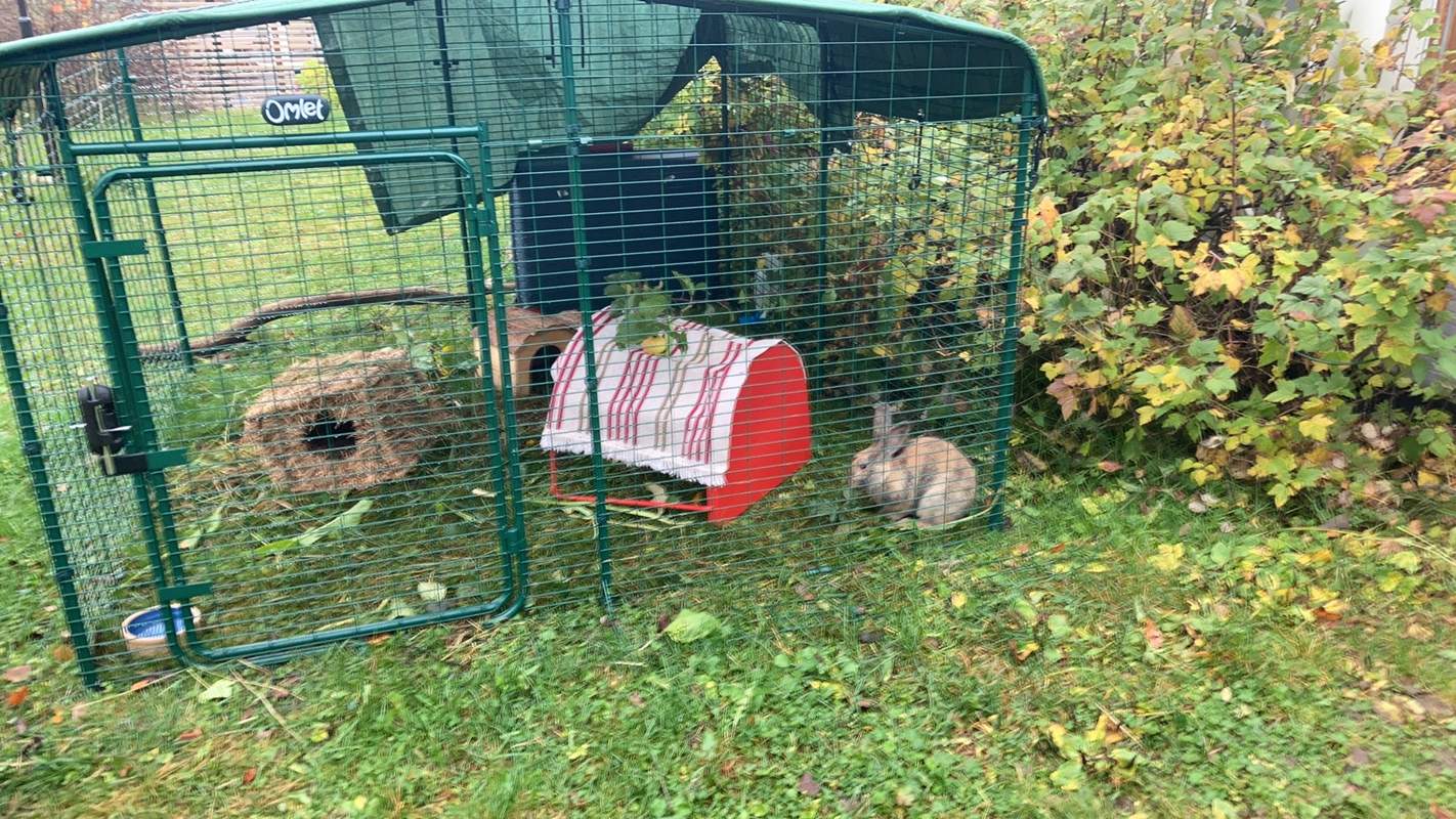 Outdoor Rabbit Run | Rabbit Hutches, Rabbit Runs and Rabbit Tunnels | Omlet