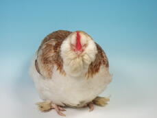 Faverolle Chickens | Faverolle For Sale | Chicken Breeds