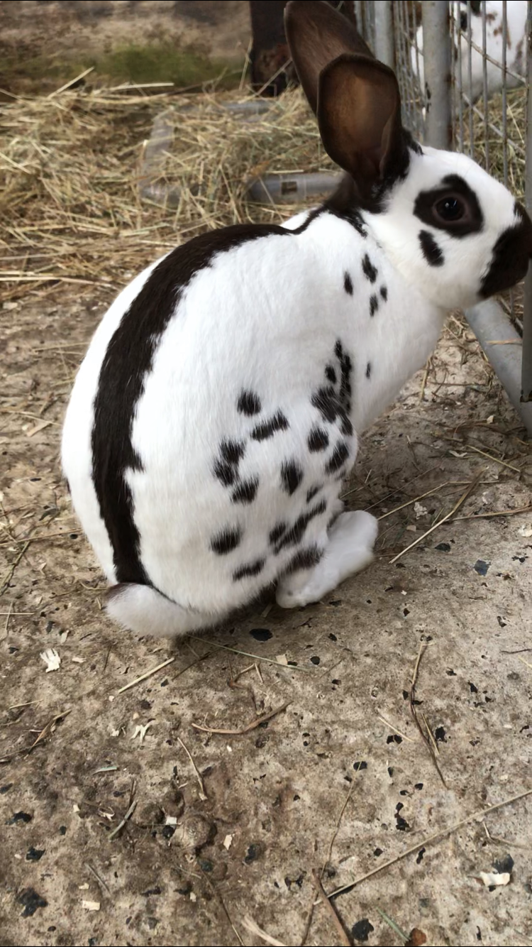 English Rabbits | English For Sale