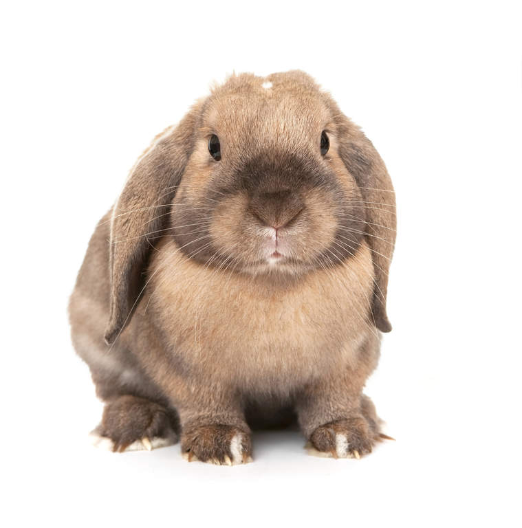 Dwarf Lop For Sale | Rabbits | Breed Information | Omlet