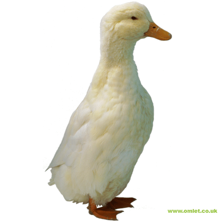 Pekin Duck Ducks | Duck Breeds