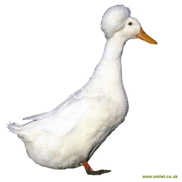 Crested Ducks Ducks | Duck Breeds