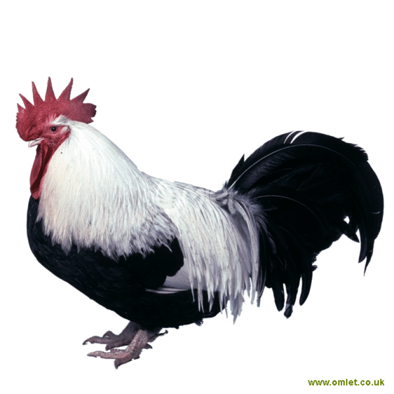 Dorking Chickens | Dorking For Sale | Chicken Breeds