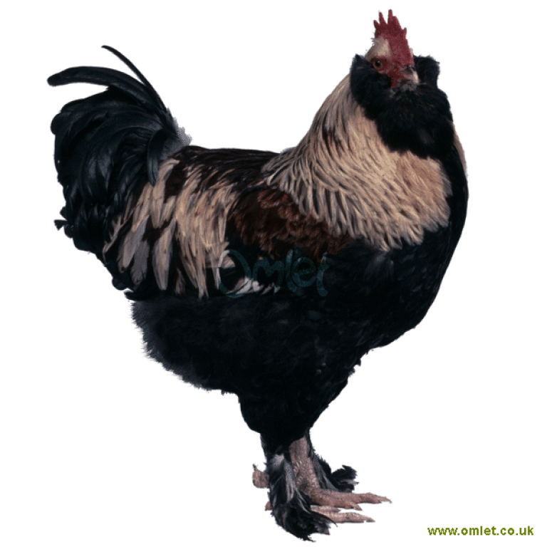 Faverolle Chickens | Faverolle For Sale | Chicken Breeds