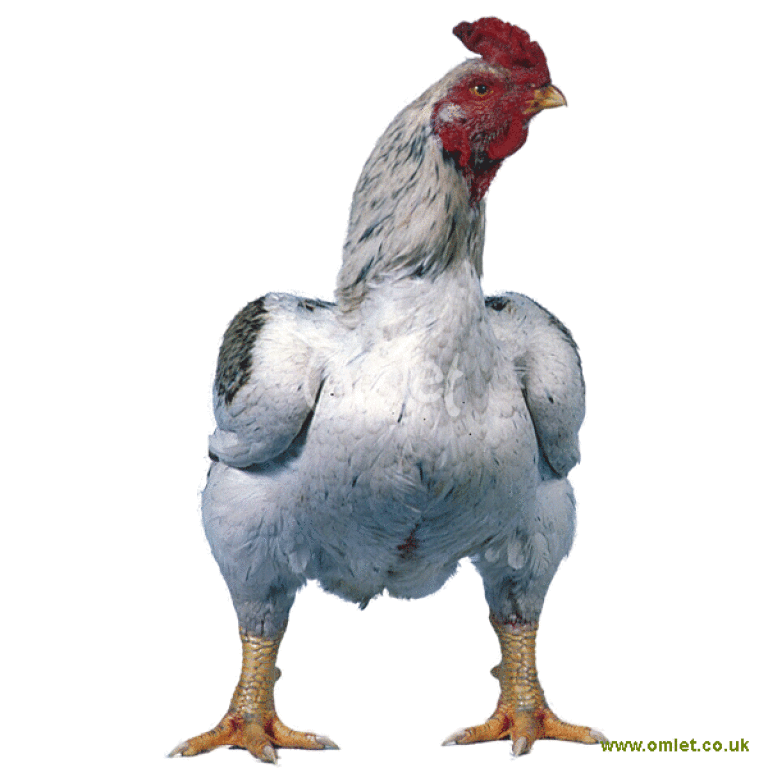 Indian Game Chickens | Indian Game For Sale | Chicken Breeds