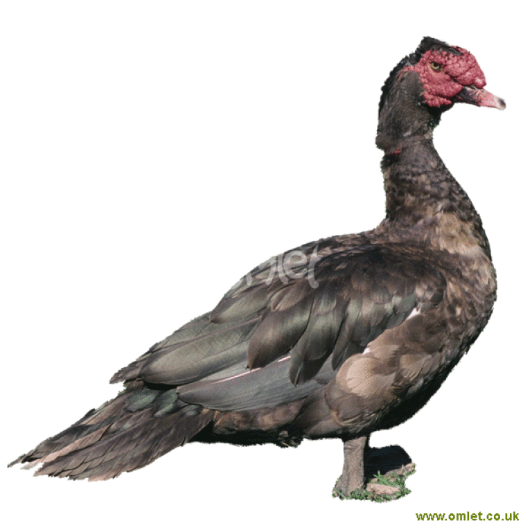 Muscovy Ducks | Duck Breeds
