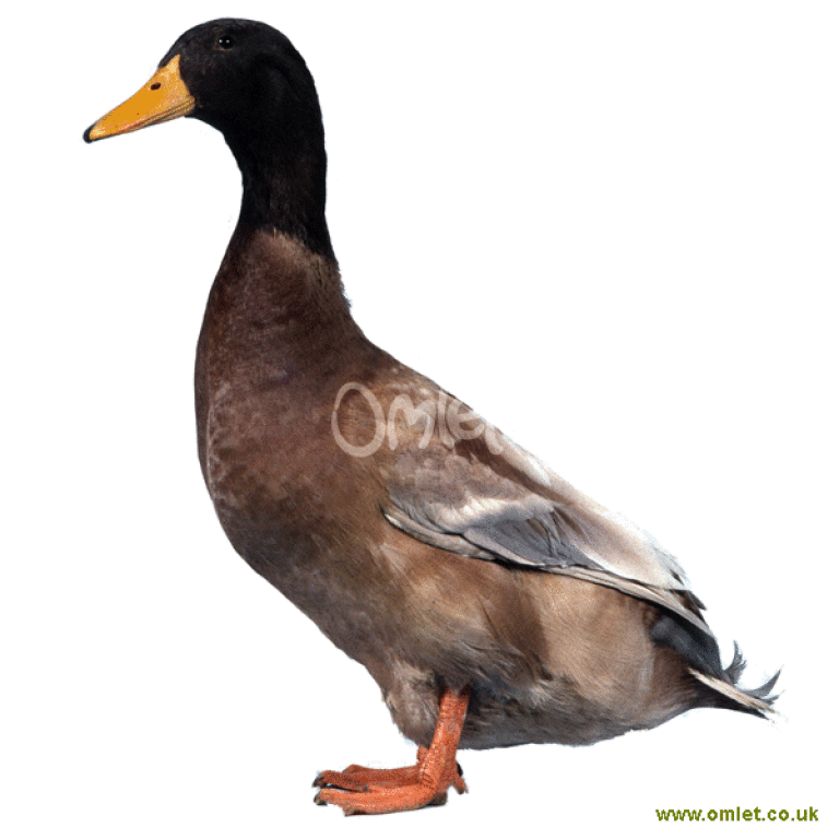 Orpington Ducks | Duck Breeds