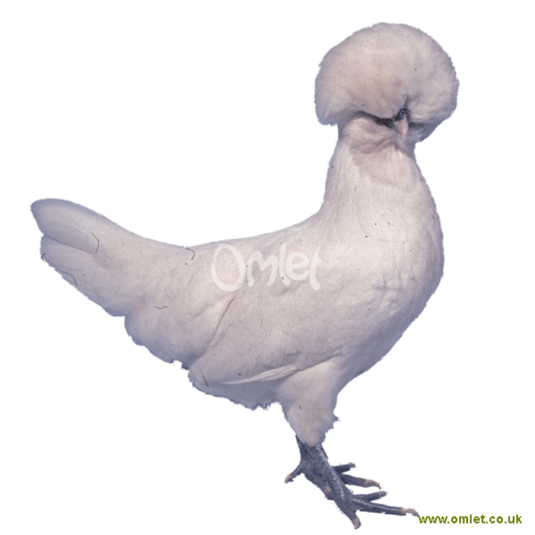 Poland Chickens | Poland For Sale | Chicken Breeds