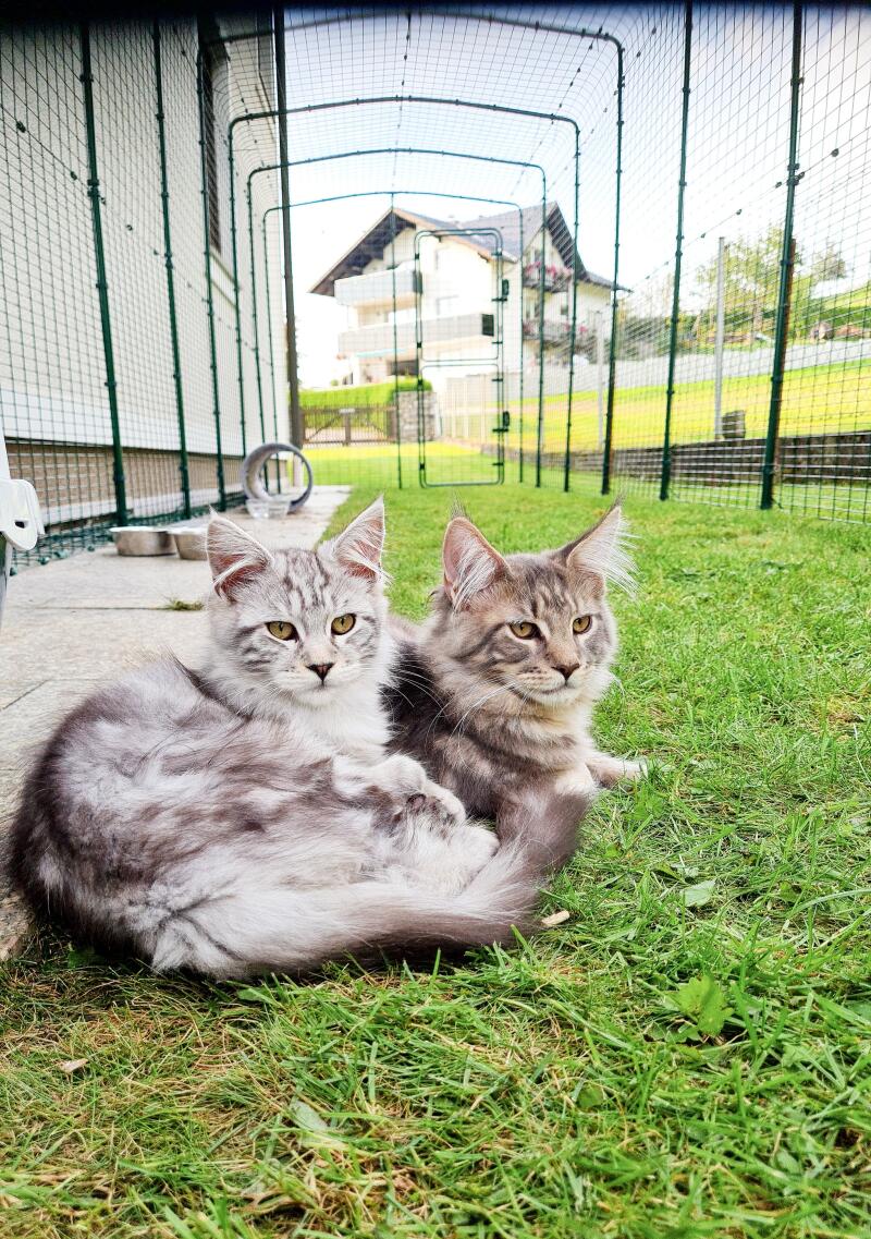 Omlet Outdoor Cat Run | Outdoor Cat Runs, Indoor Cat Houses, Cat Beds ...