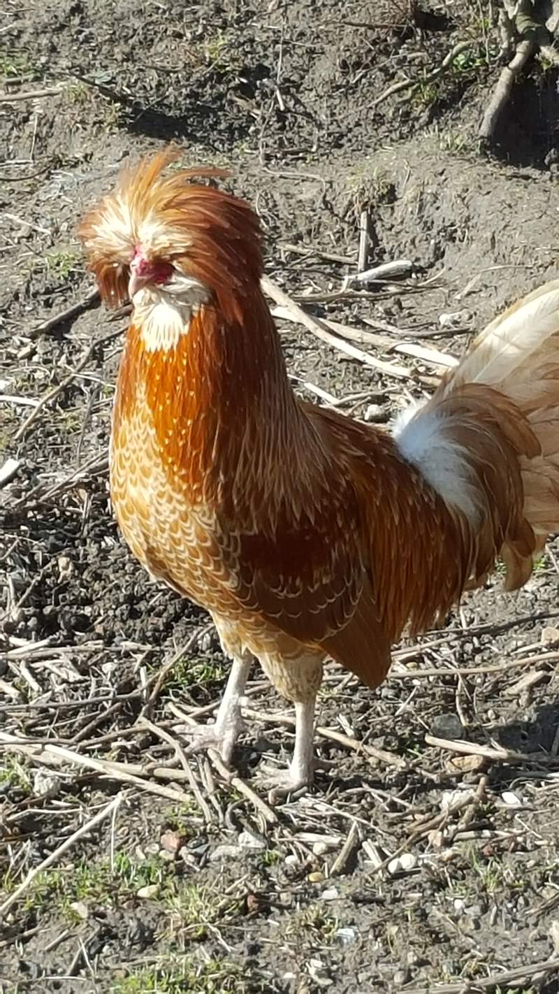 Poland Chickens | Poland For Sale