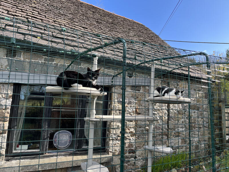 Omlet Outdoor Cat Run | Outdoor Cat Runs, Indoor Cat Houses, Cat Beds ...