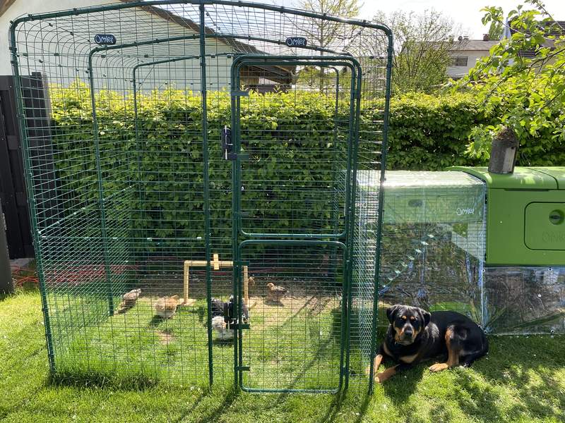 Omlet Walk In Chicken Run Extensions | Chicken Coops, Walk in Chicken ...