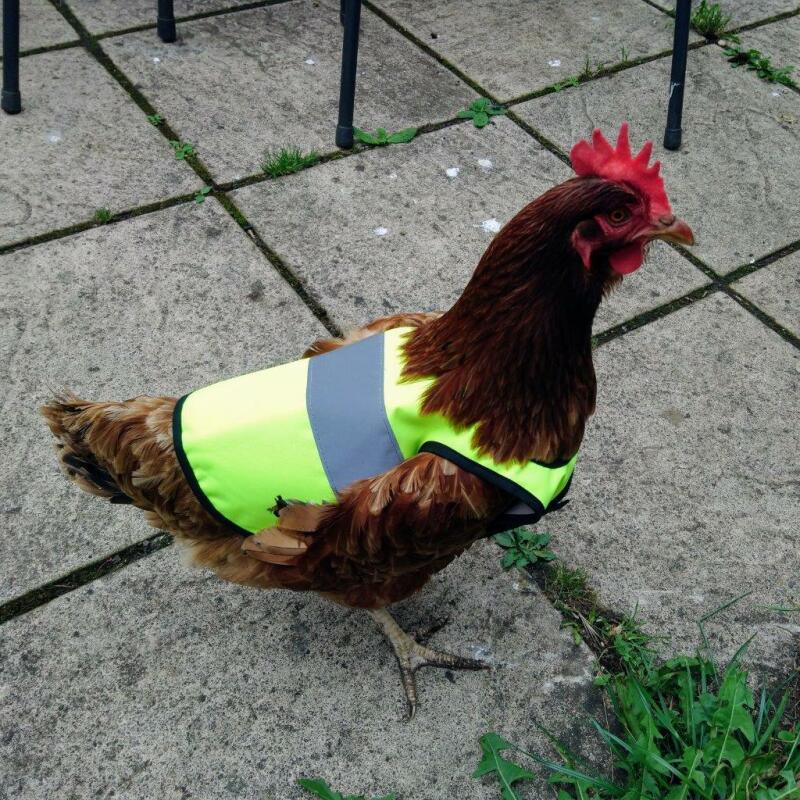 High-Vis Chicken Jacket | Chicken Coops, Walk in Chicken Runs, Chicken ...
