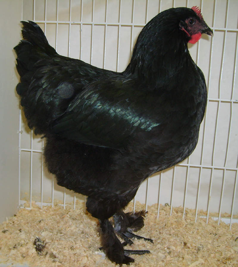 Croad Langshan Chickens | Croad Langshan For Sale