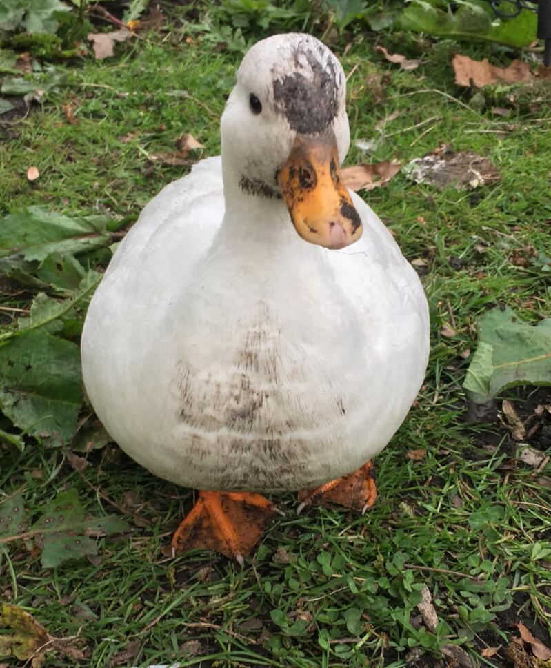 Call Duck | Ducks | Breed Information | Omlet