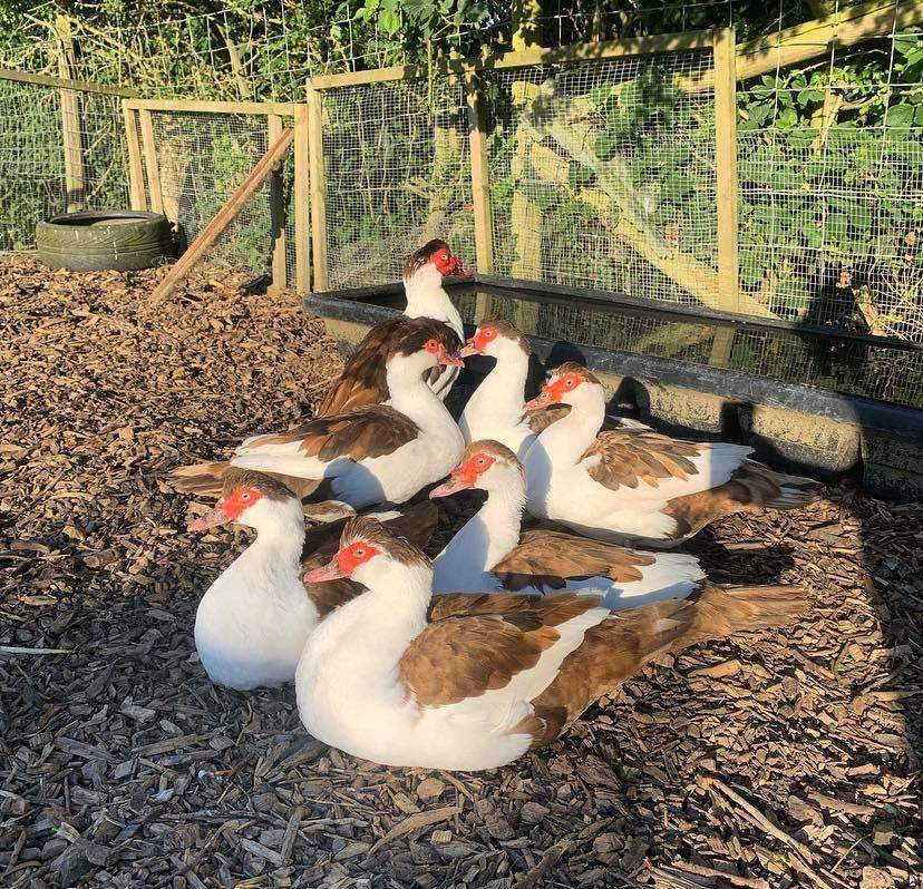 Muscovy | Ducks | Breed Information | Omlet