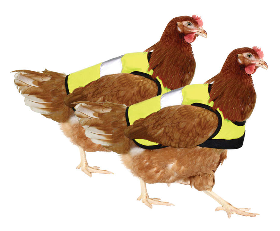Yellow High-Vis Chicken Jacket Twin Pack | Chicken Clothing