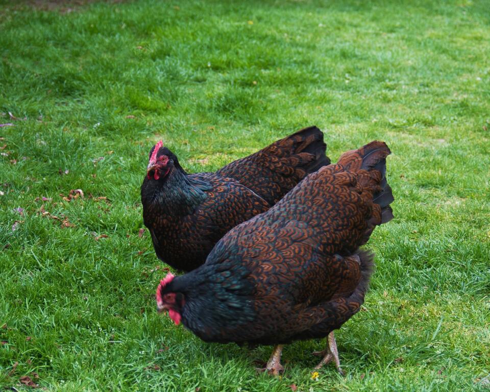 Barnevelder Chickens | Barnevelder For Sale | Chicken Breeds
