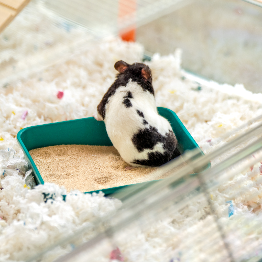 Hamster Sand Bath | Omlet