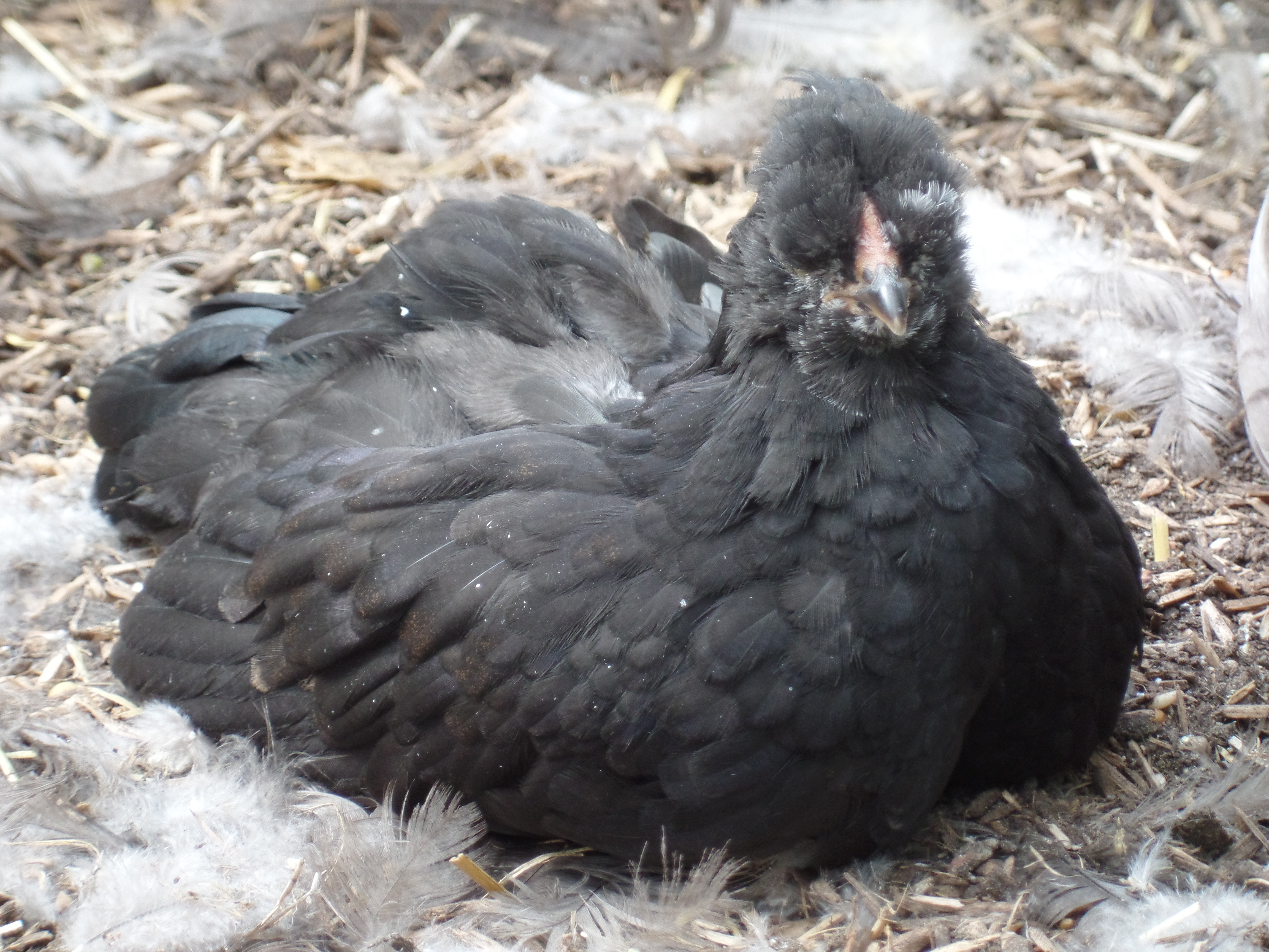 Araucana For Sale | Chickens | Breed Information | Omlet