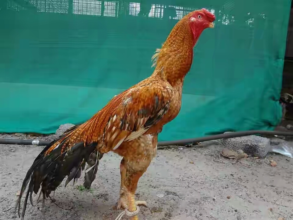 Asil For Sale | Chickens | Breed Information | Omlet