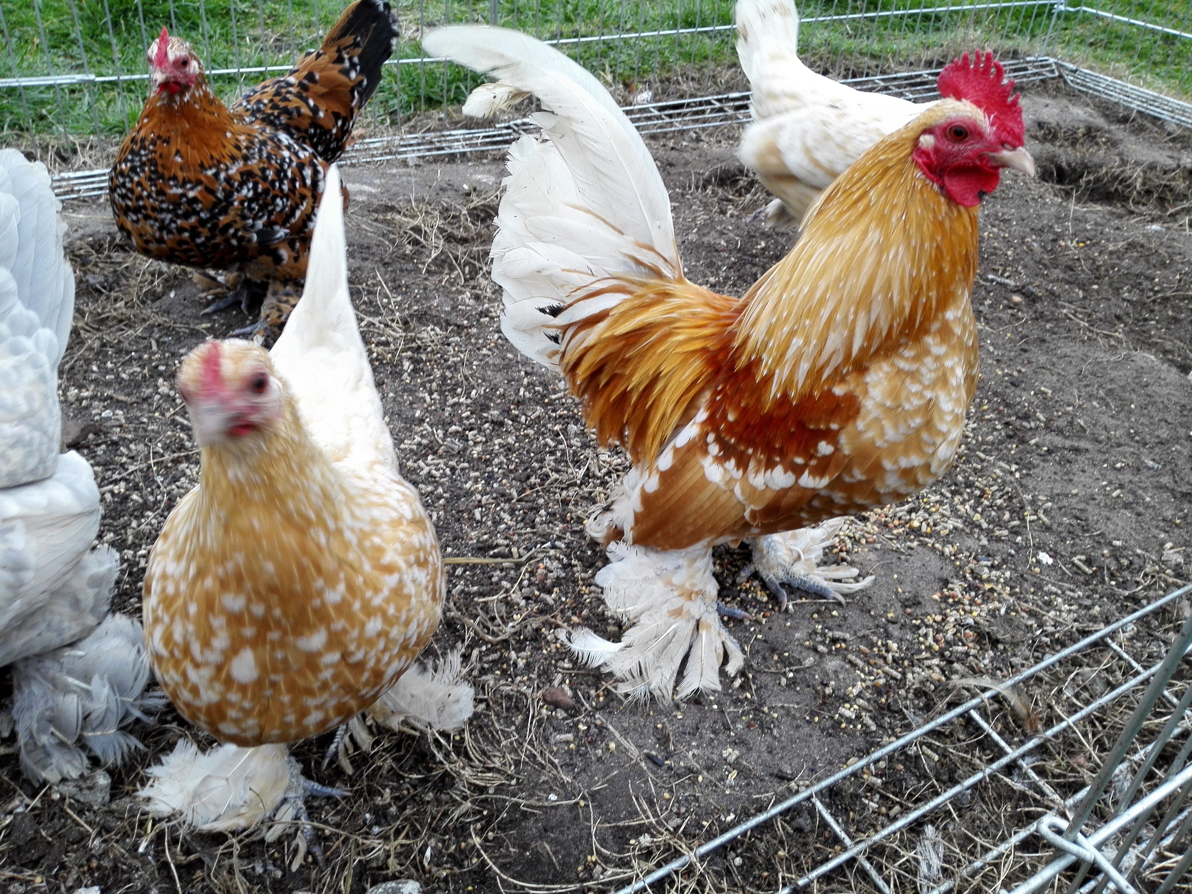 Booted Bantam For Sale | Chickens | Breed Information | Omlet