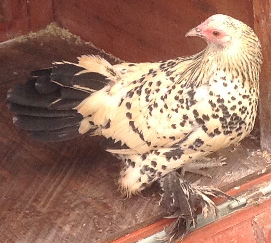 Booted Bantam For Sale | Chickens | Breed Information | Omlet