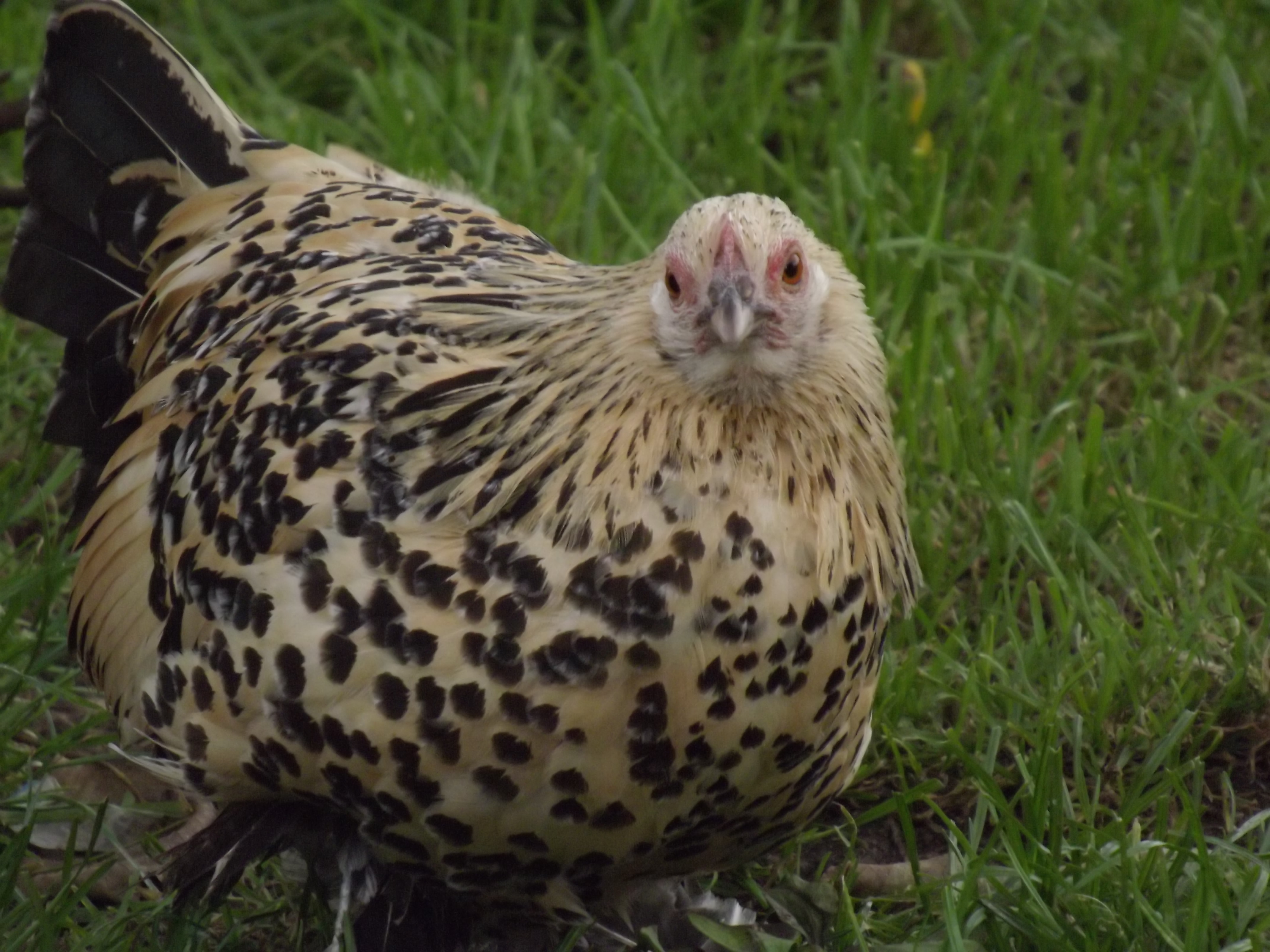 Booted Bantam For Sale | Chickens | Breed Information | Omlet