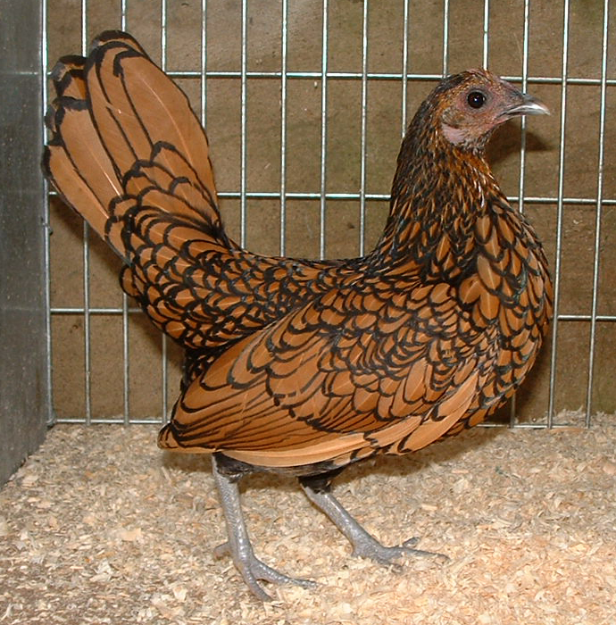 Sebright For Sale | Chickens | Breed Information | Omlet