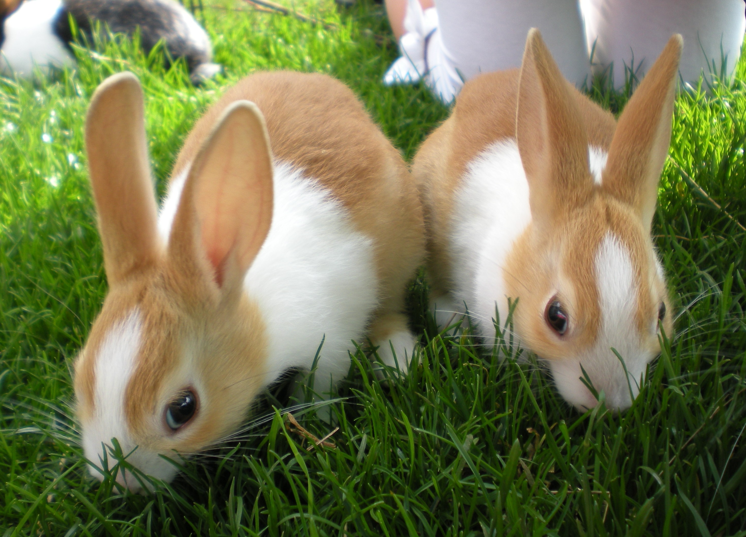 Dutch For Sale | Rabbits | Breed Information | Omlet