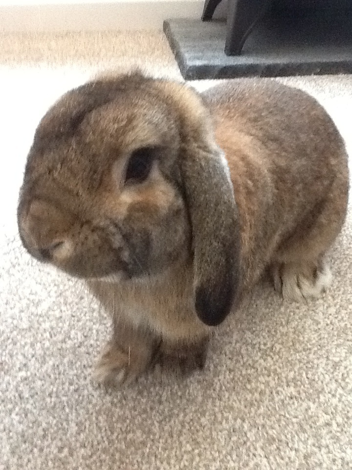 Dwarf Lop For Sale | Rabbits | Breed Information | Omlet