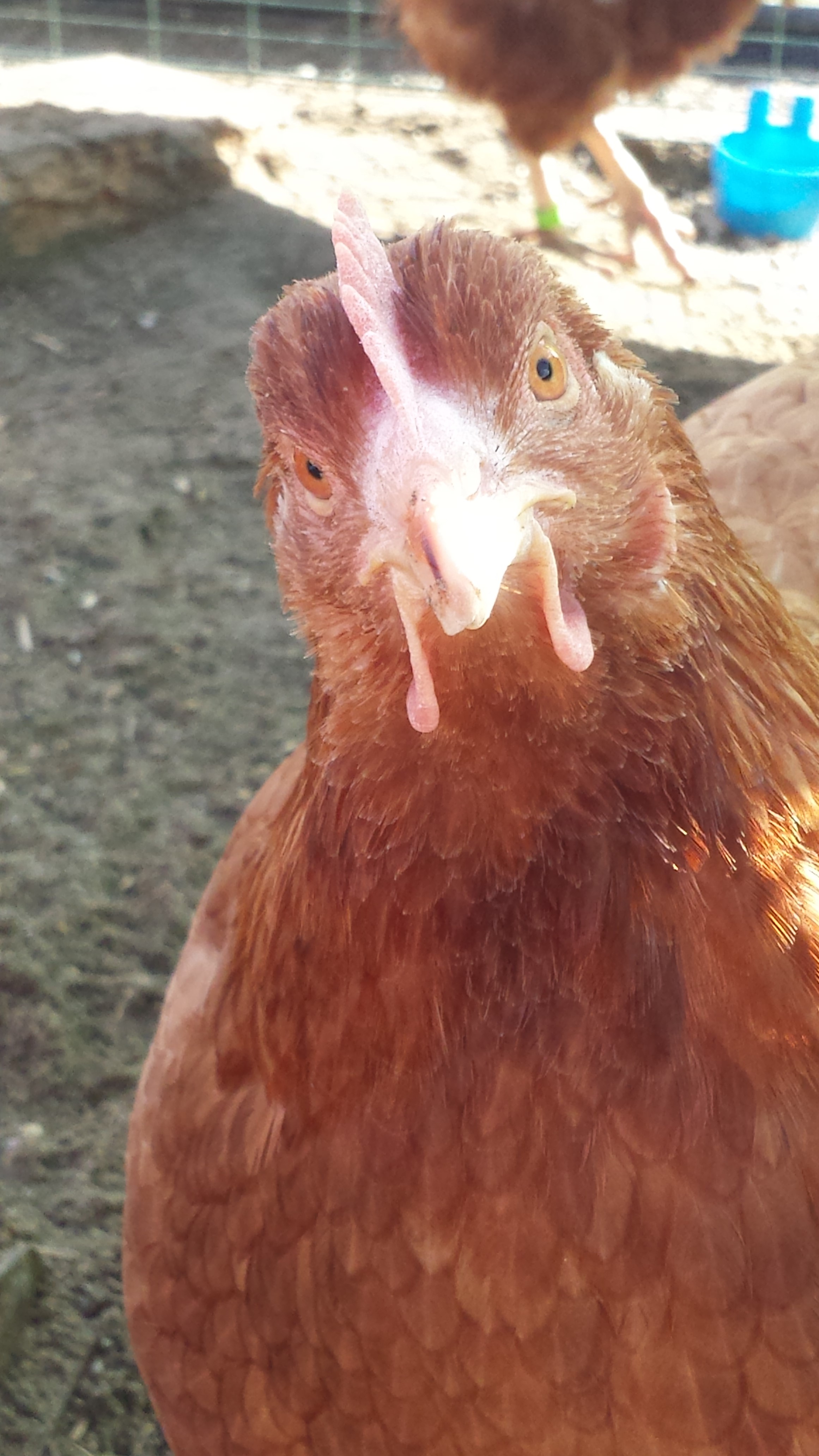 Ex-Battery Hen For Sale | Chickens | Breed Information | Omlet