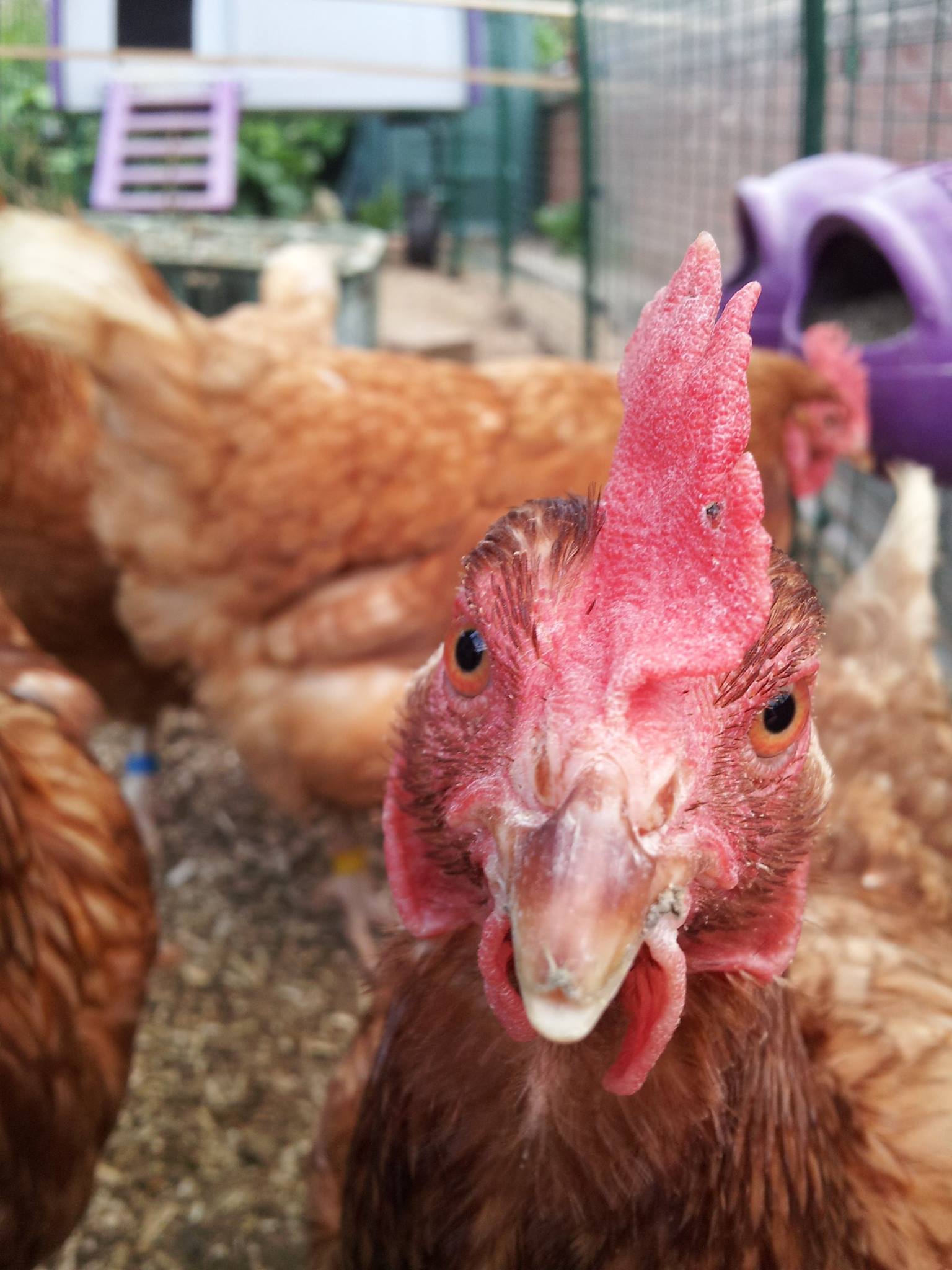 Ex-Battery Hen For Sale | Chickens | Breed Information | Omlet