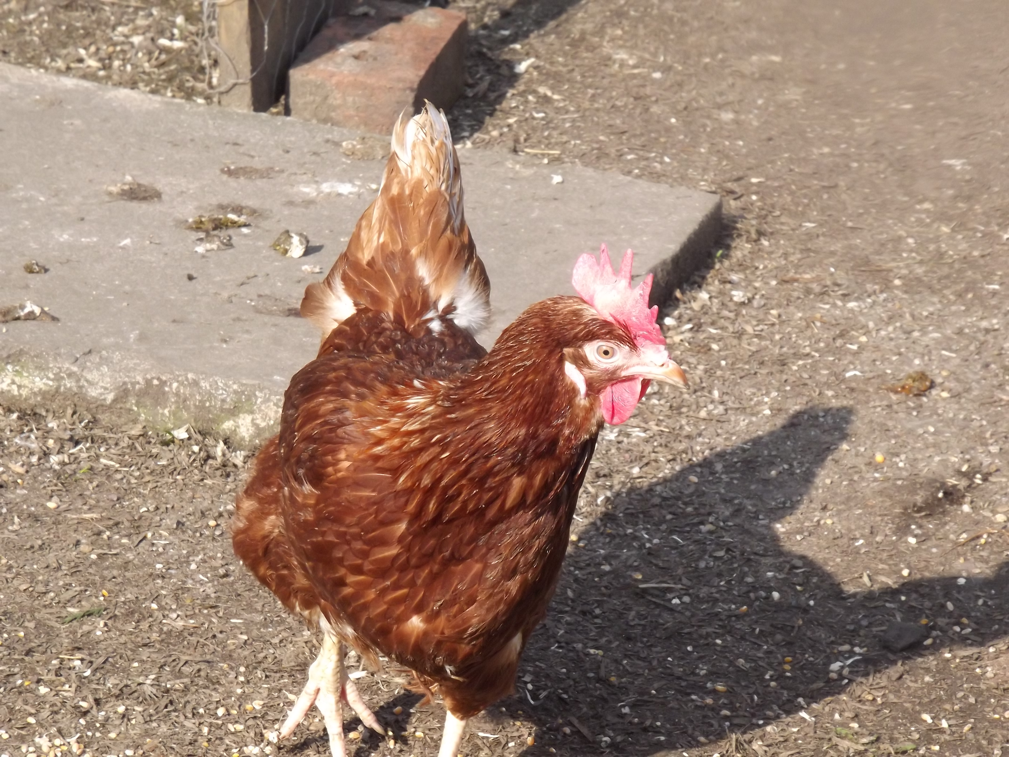 Ex-Battery Hen For Sale | Chickens | Breed Information | Omlet