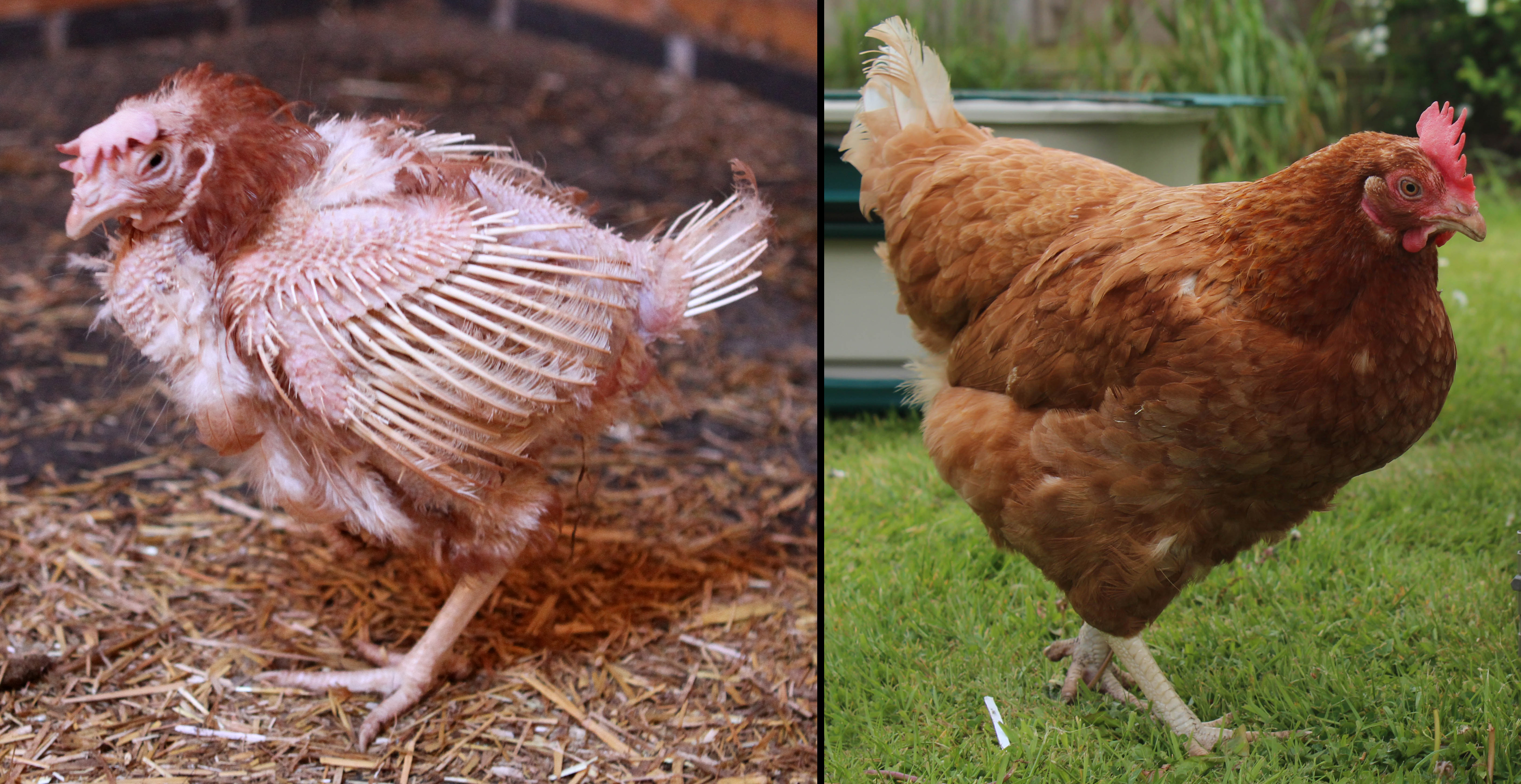 Ex-Battery Hen For Sale | Chickens | Breed Information | Omlet