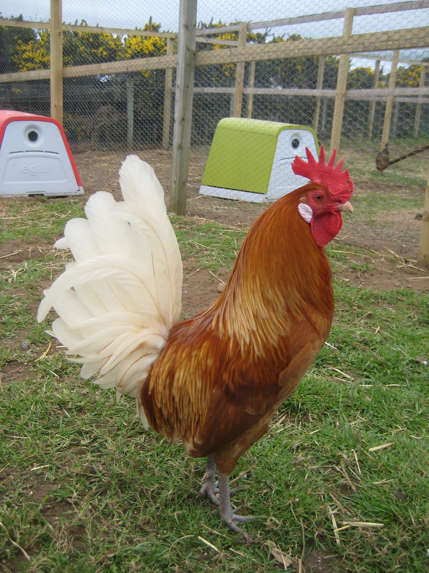 Friesian For Sale | Chickens | Breed Information | Omlet