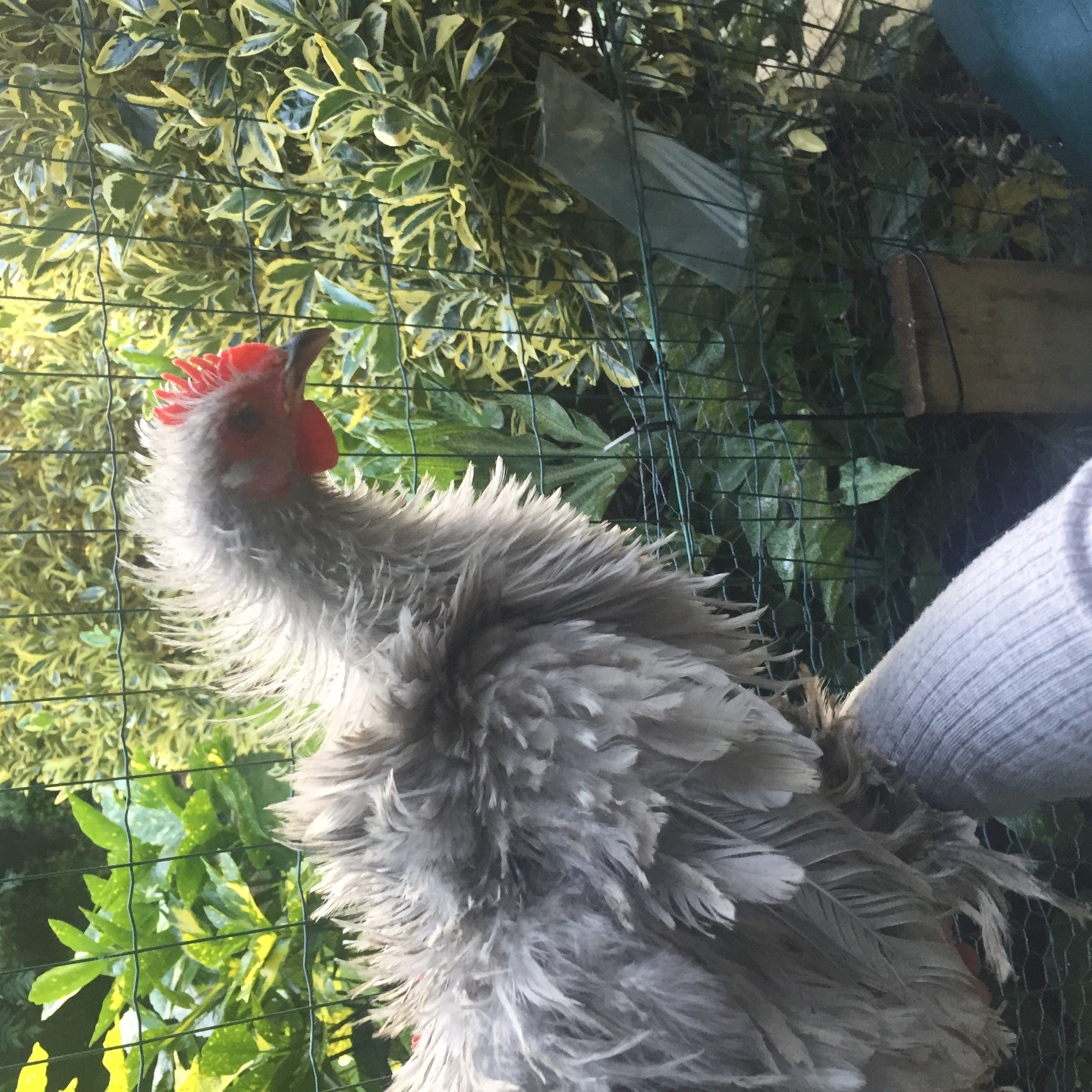 Frizzle For Sale | Chickens | Breed Information | Omlet